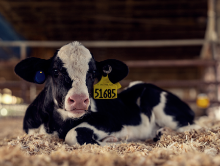 Puerta Separadora - SenseHub